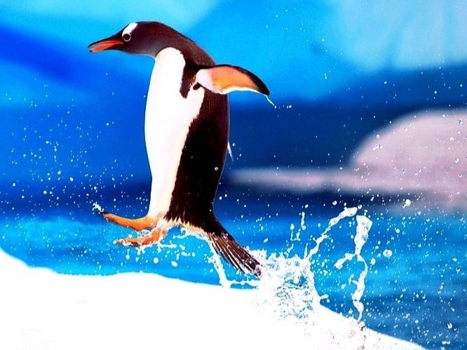 Mengulas kemampuan pinguin dan fakta di dalam nya: mulai dari melompat ...