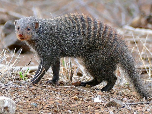 Garangan jawa terkenal dengan keberanian dan kekejamannya dalam ...